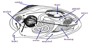 Diving Corner: Kerang darah (Anadara granosa)