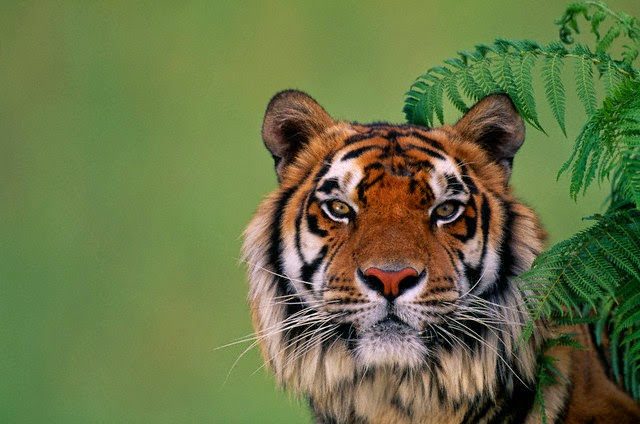 Places to visit in Bihar: Bhimbandh Wildlife Sanctuary, Bihar, India ...