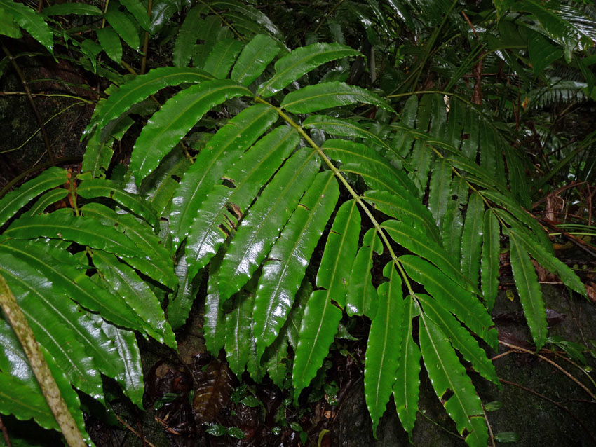 FAMILIA DE HELECHOS EN PUERTO RICO: MARATTIACEAE DANAEA