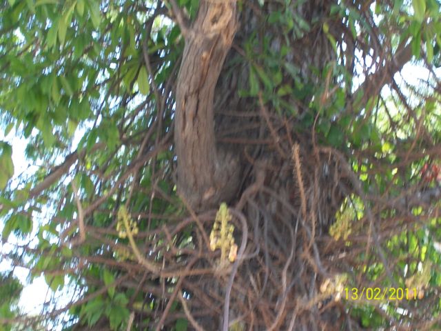 Prakruti -Mother Nature: Nagalingam -Nag-Champe Tree and Flowers