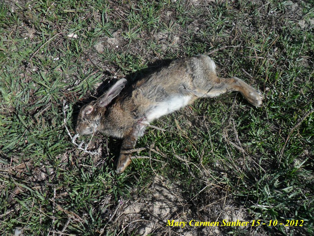 vive en tarifa: CONEJITO MUERTO
