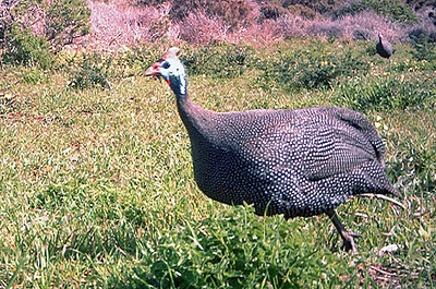 Remote Camera Trap - South Africa: Back In July