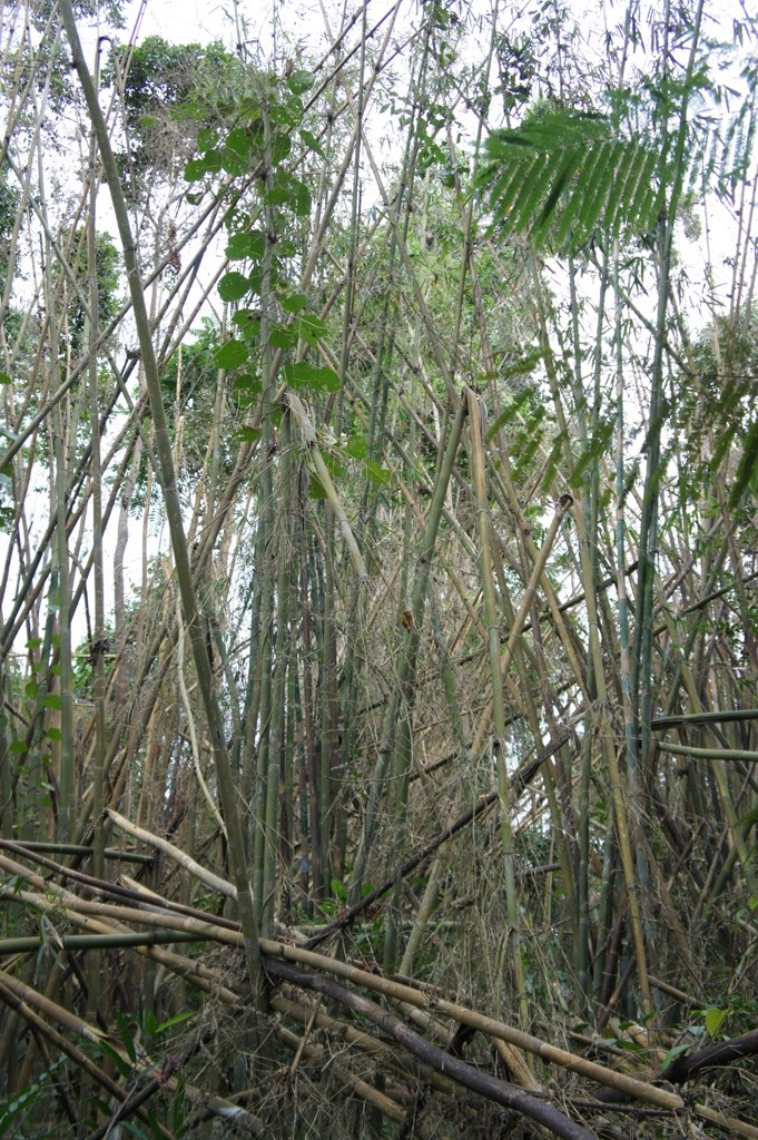 OUR PHILIPPINE TREES: A Bamboo with Flowers!