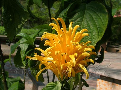Best Flower's Care: JACOBINIA