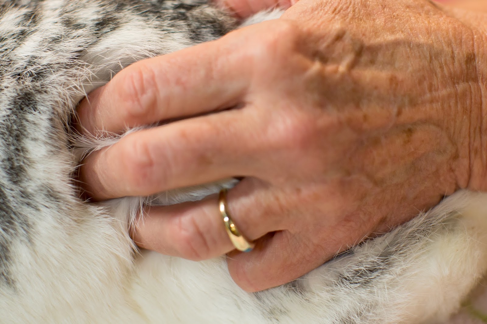 Acupuncture for Emma, a gracefully aging rabbit