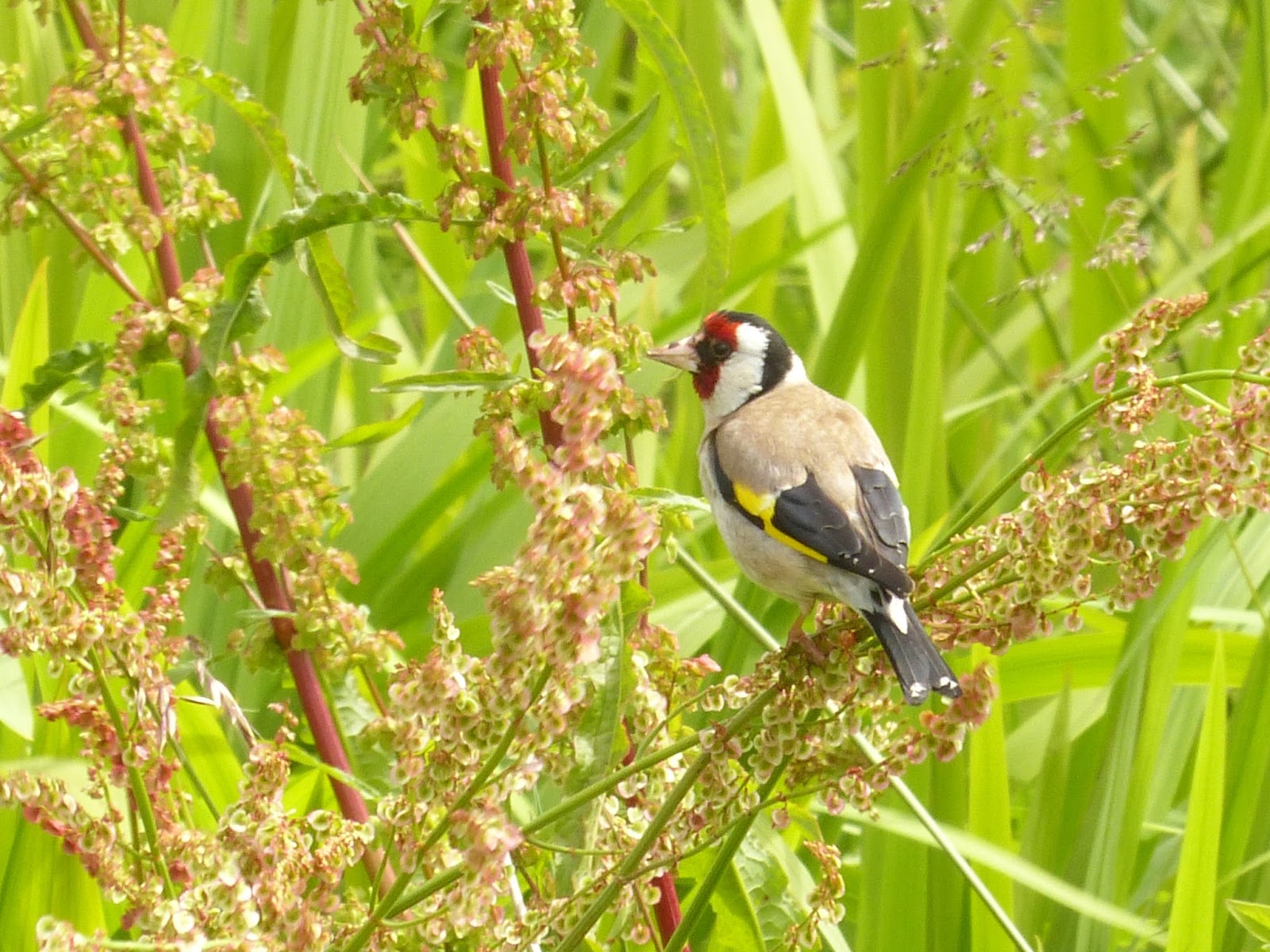Wild and Wonderful: RSPB Big Garden Birdwatch 2018 - And my top bird is...
