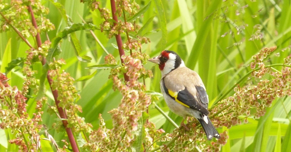 Wild and Wonderful: RSPB Big Garden Birdwatch 2018 - And my top bird is...