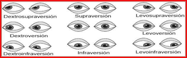 Cátedra N° 02 - Movimientos binoculares