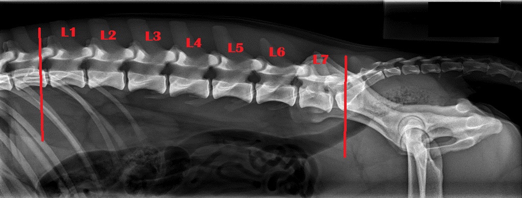 Kennel Epic Dream's: LTV and other spinal problems in whippets