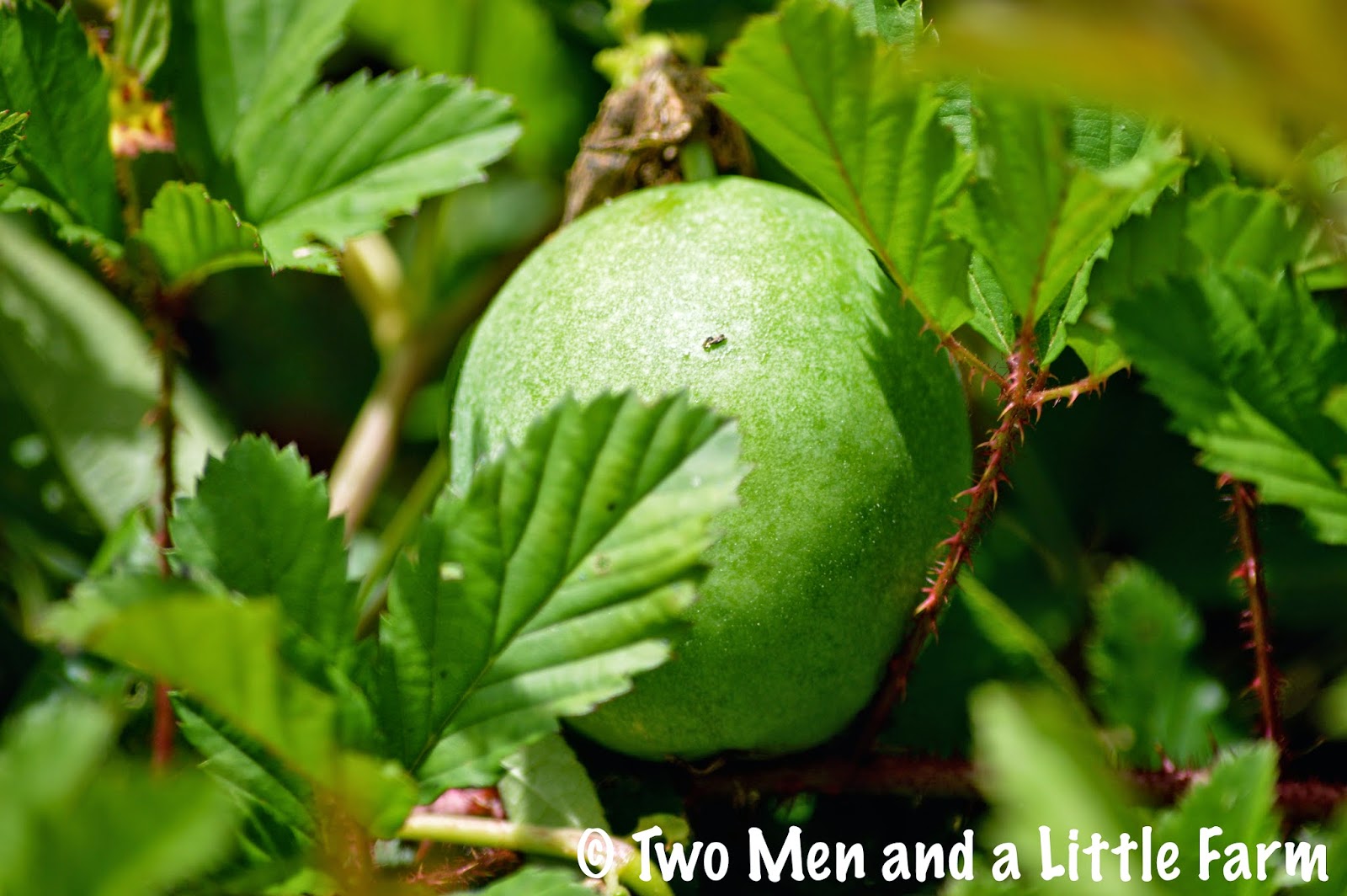 Two Men and a Little Farm: MAYPOPS GROWING WILD