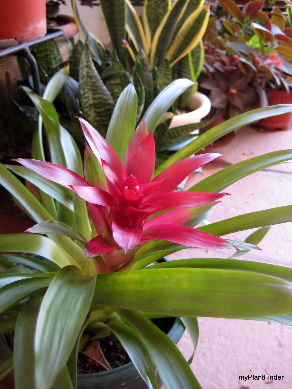 MY PLANT FINDER | Plant Guide: Guzmania lingulata