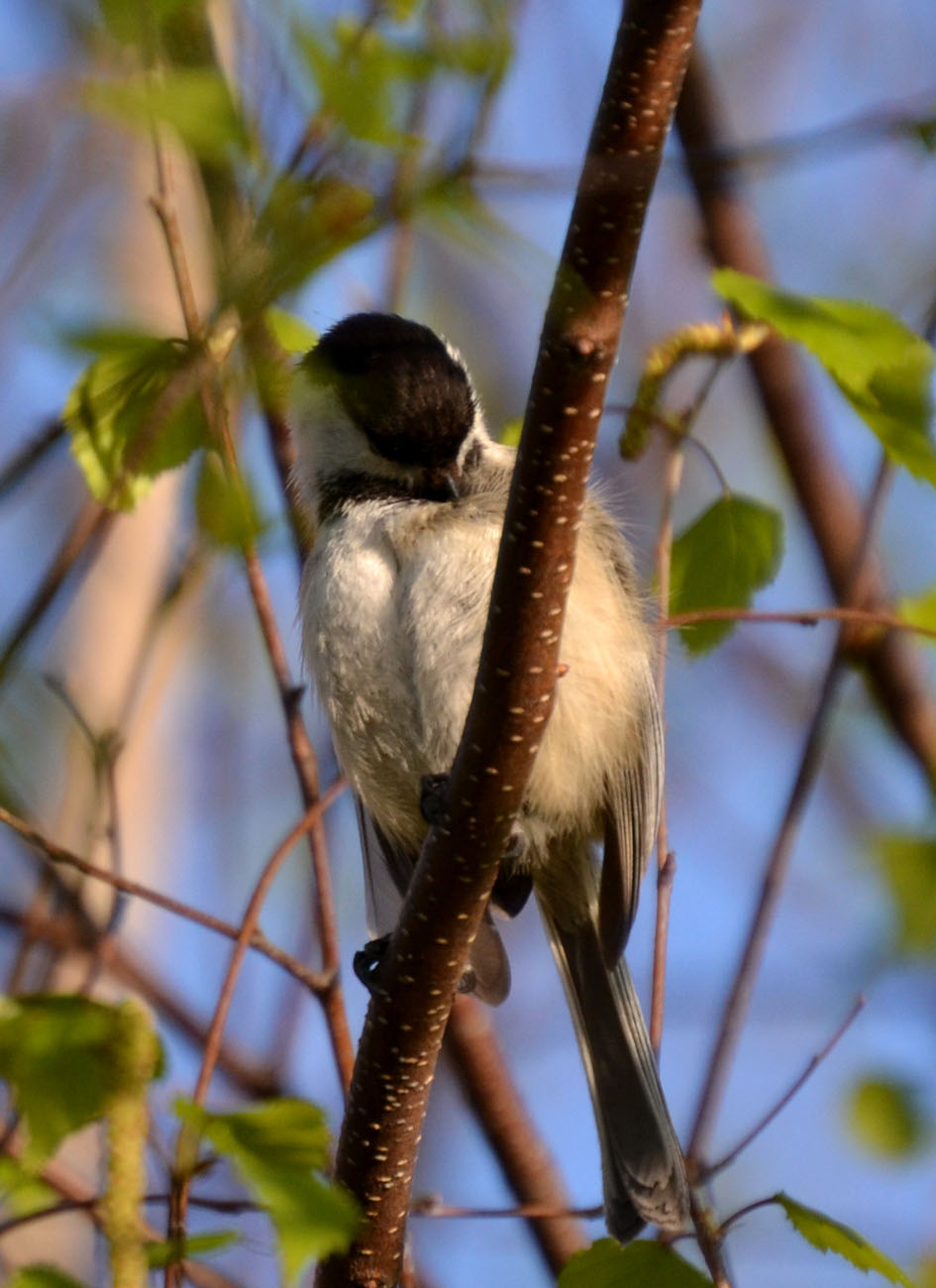 Woods Walks and Wildlife: Meadow Birds and Flowers