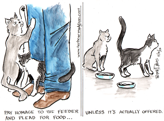 The Tech Curmudgeon: Cat Code of Conduct