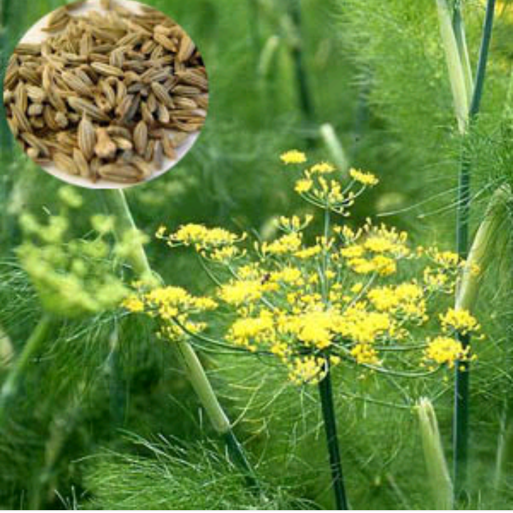 Adas Ternyata Bermanfaat Untuk Kesehatan. (Fennel Apparently Helpful ...