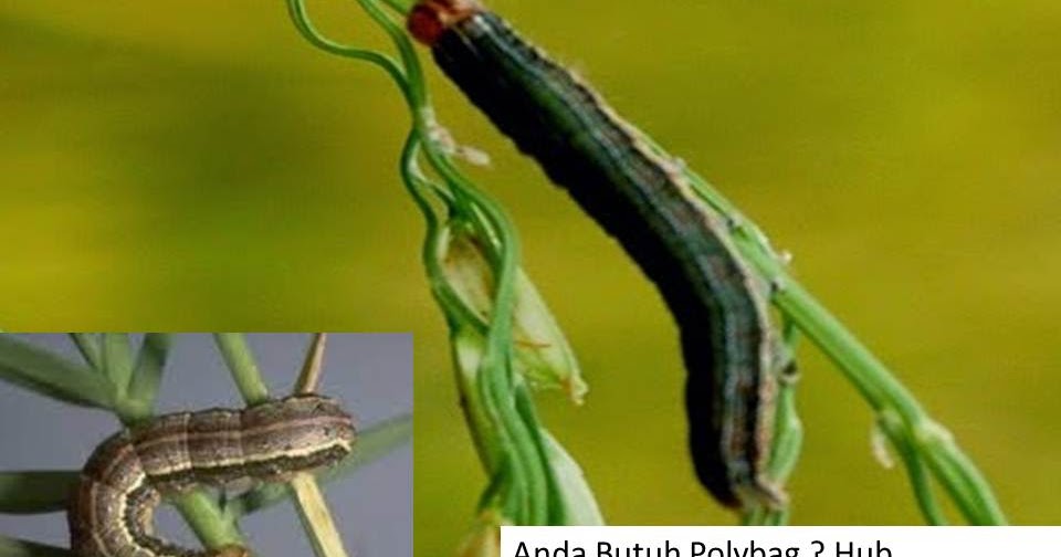 Cara Mengatasi Hama Ulat Grayak Pada Tanaman Padi - Hama & Penyakit ...