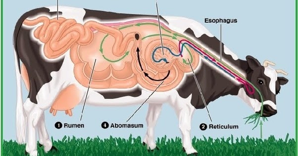istilah dalam ternak ruminansia Prehensi Mastikasi Ensalivasi Deglutisi ...