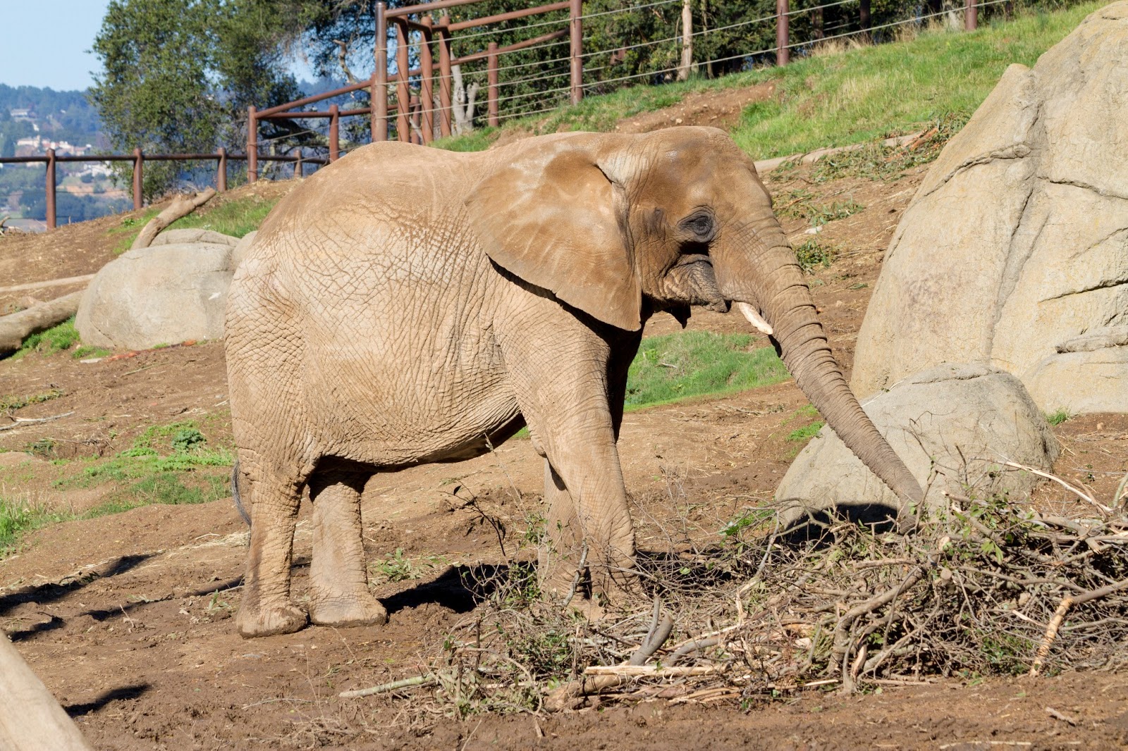 Naturetastic Blog: Aviary/Elephant/Tiger - Oakland Zoo in Oakland, CA ...