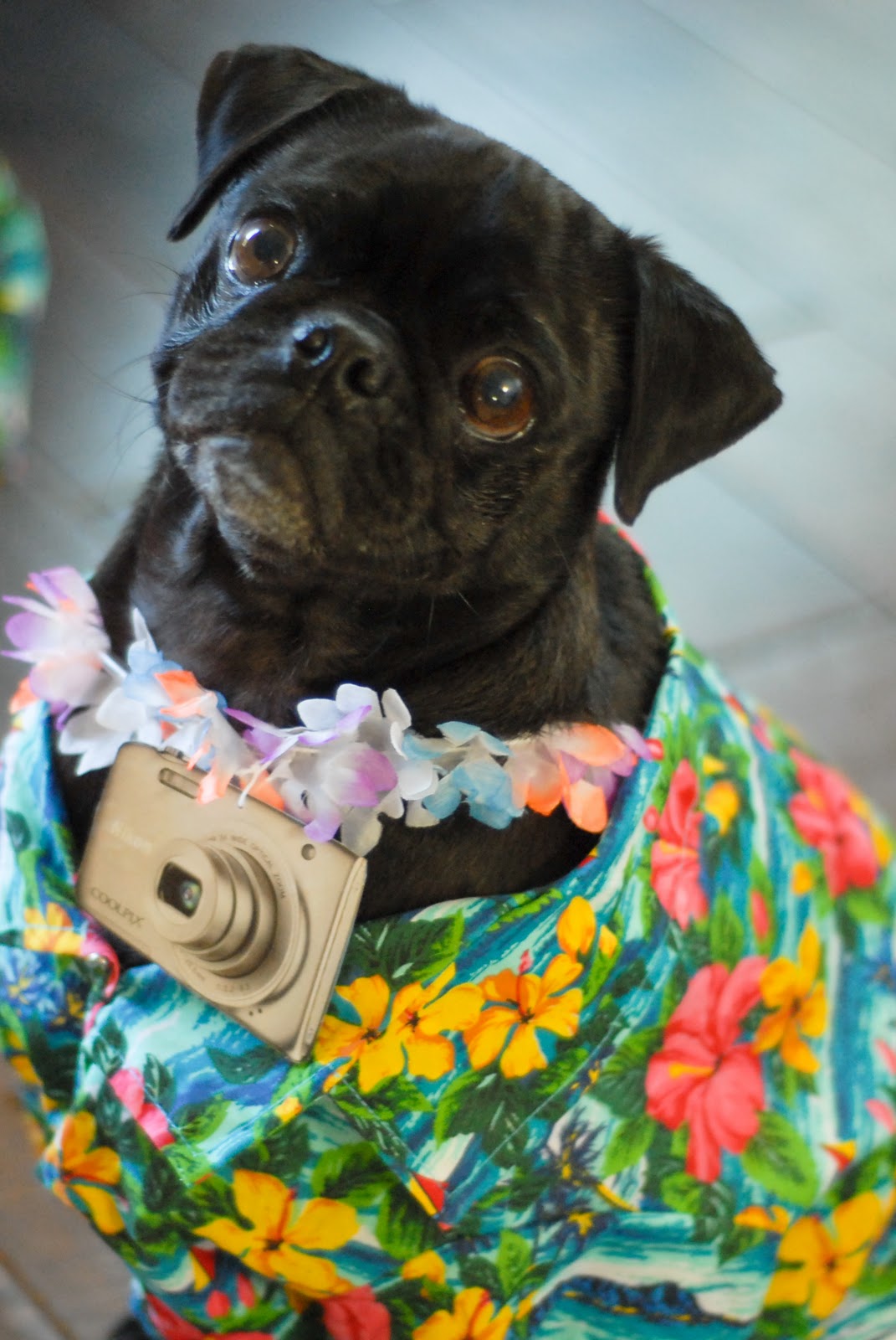a boy, a girl and a pug: a hawaiian halloween