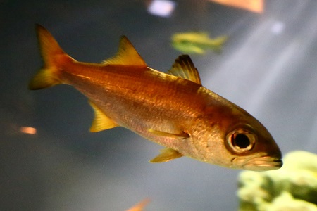 Japan of hope and safety 原子力緊急事態宣言: Biological monitoring in Tokyo ...