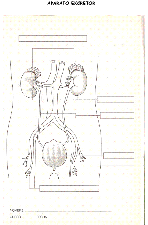 *MIS COSAS DE MAESTRA*: La nutrición IV: EL APARATO EXCRETOR Y LA EXCRECIÓN
