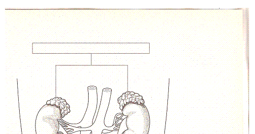 Aparato Excretor Para Colorear