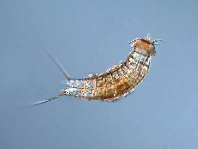 Real Monstrosities: Mud Dragon