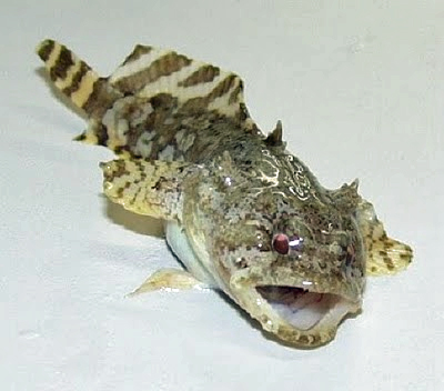 Frutos del Mar: Pez sapo