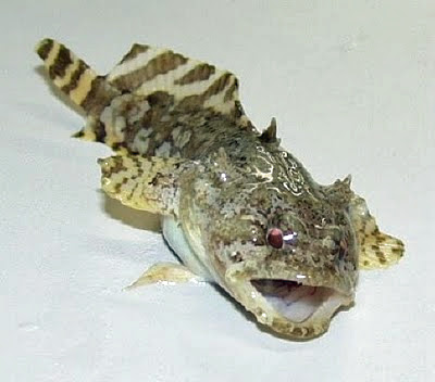 Frutos del Mar: Pez sapo