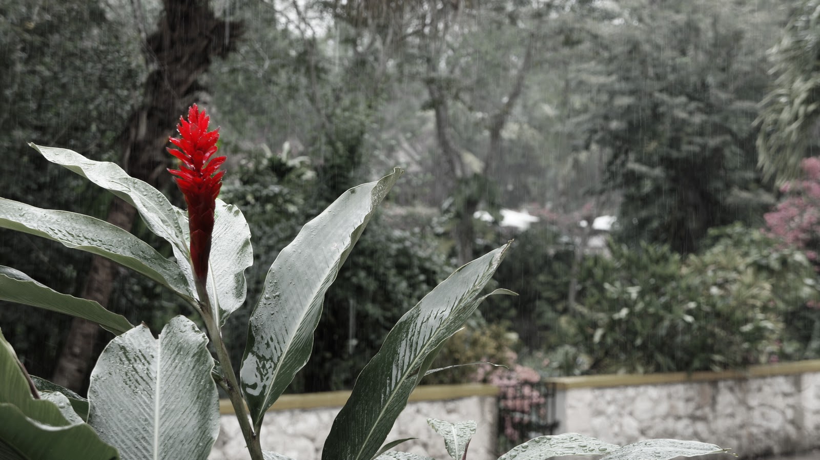 Still Rain Photography