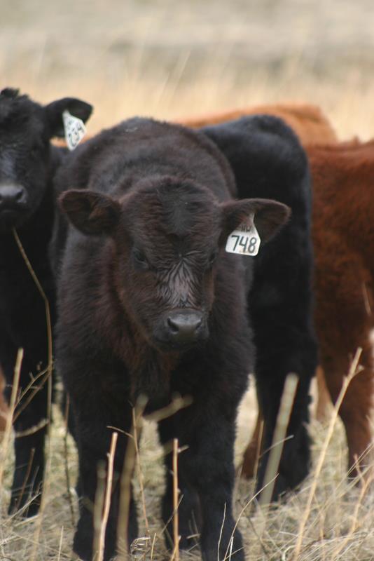 Lautner Farms: Heat Wave Bull Calf - Butter Creek Club Calves
