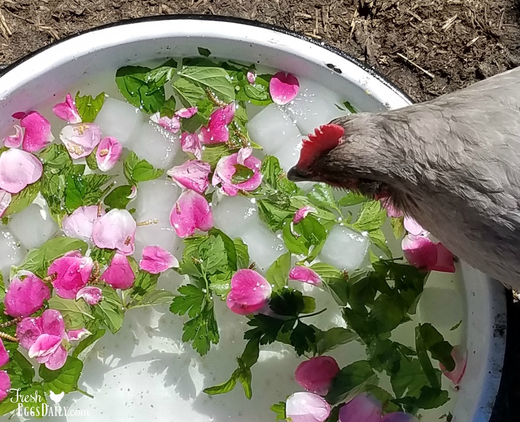 Electrolyte Ice Cubes for your Chickens - Fresh Eggs Daily® with Lisa ...