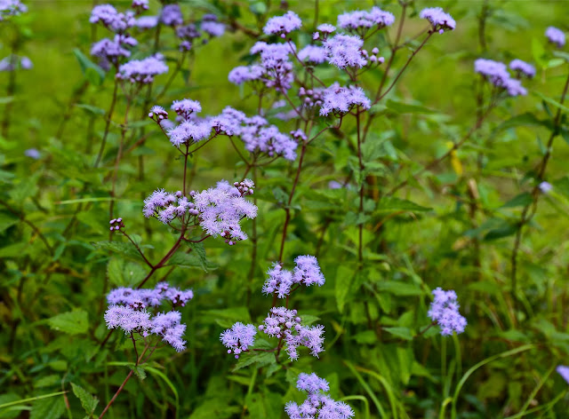 Sweet Southern Days: Fall Wildflowers