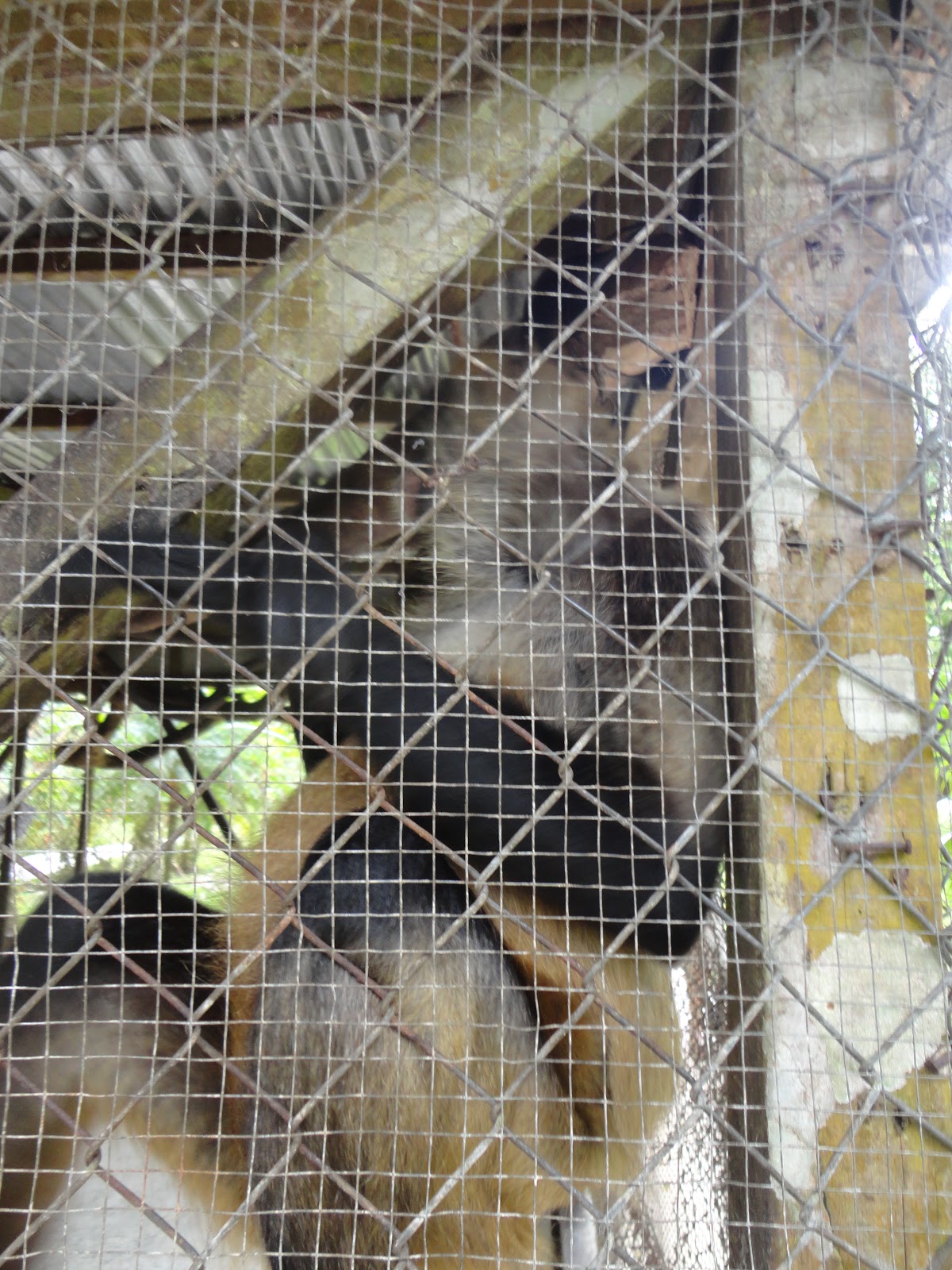 Costa Rica Kisa: Trip to San Carlos to a Costa Rican Zoo/ Rescue Center