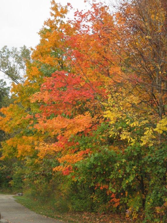 Around the Bend: Fall Leaves