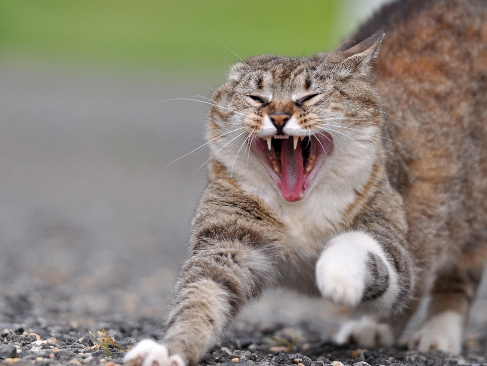 Cats: Clues to cat's Moods