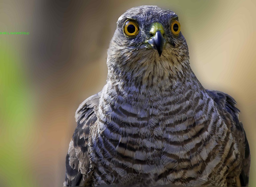 El Gallipato Alcublano: El Gavilán (Accipiter nisus) Aves de nuestro ...