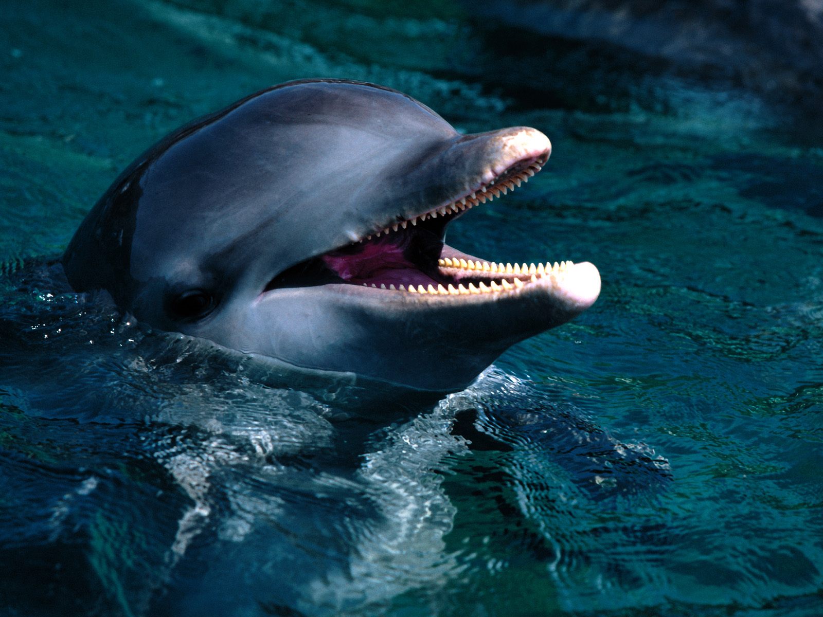Amazing wallpapers animals (dolphins)