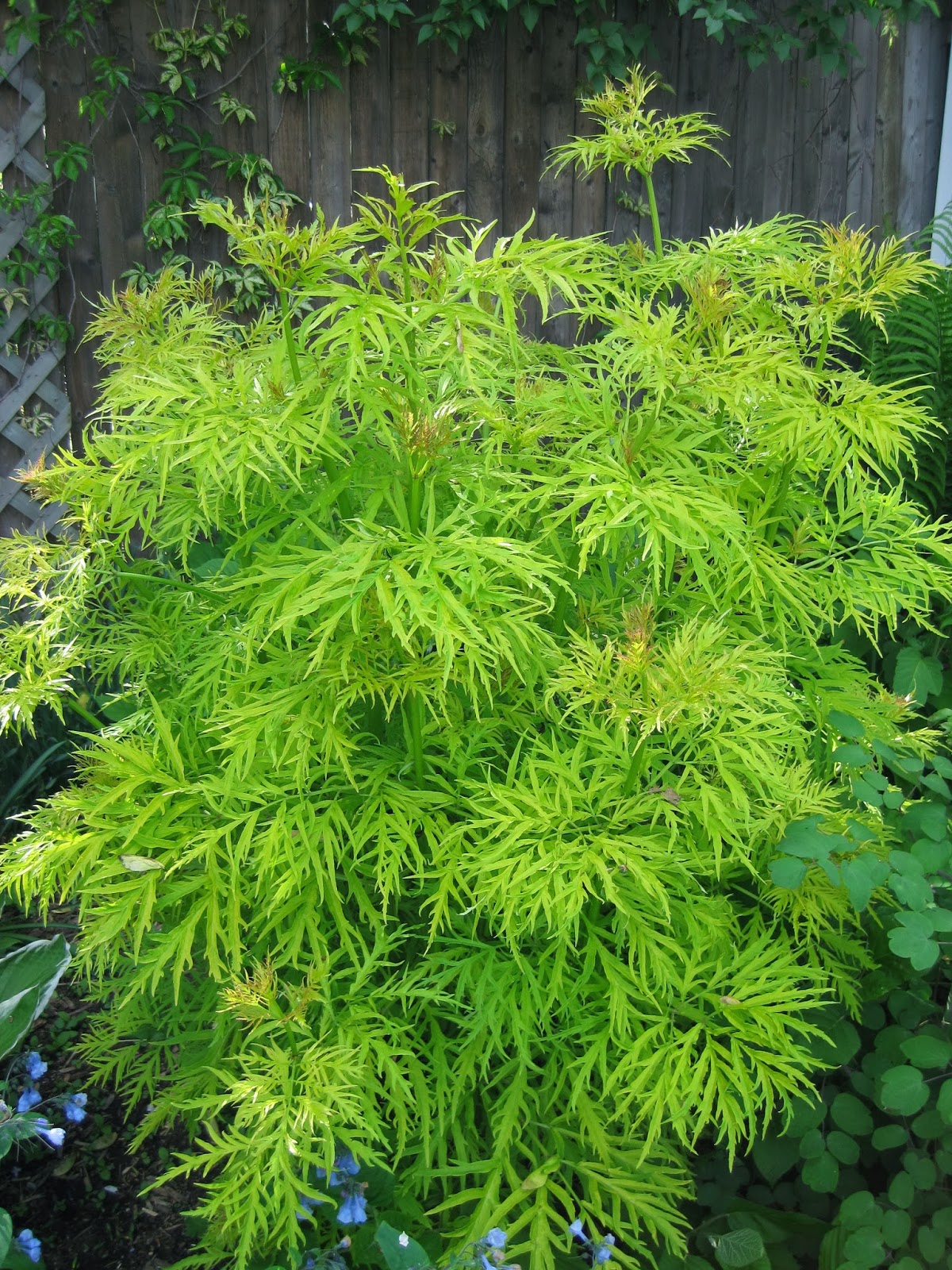 Rotary Botanical Gardens - Hort Blog: Golden Shrubberies