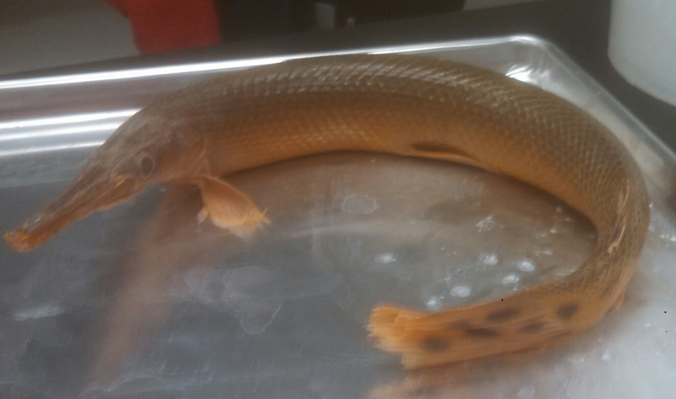 JCU Aquatic Resources : The Common Fish of Ohio by Meaghan Gade and Ben ...