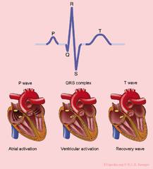Belajar Singkat 5 menit Memulai membaca EKG ~ BelajarEKG