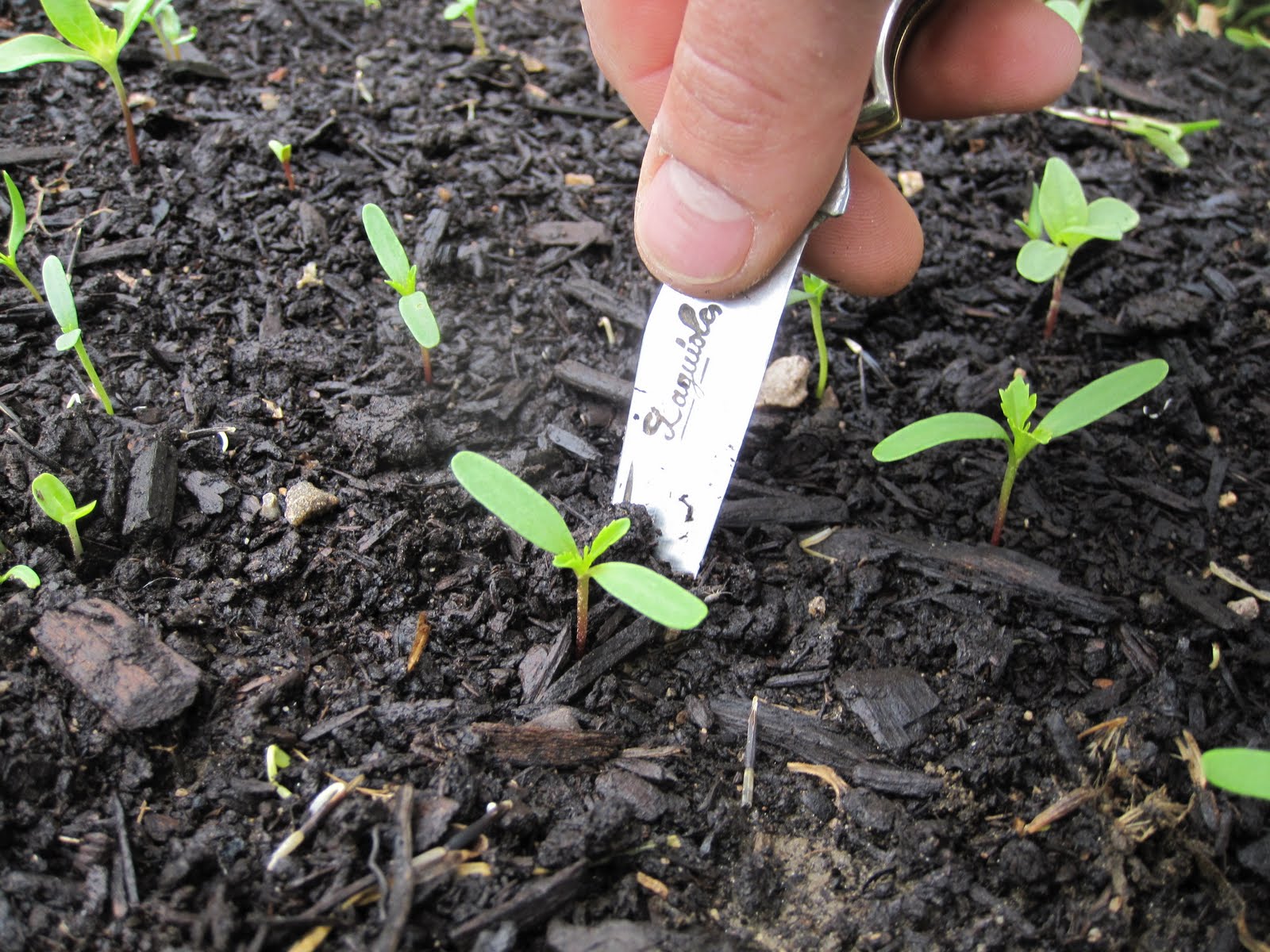 Oil Changes: the anti food blog food blog: transplanting seedlings