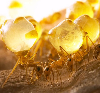 5 Jenis Semut Terunik Di Dunia | Info Tak Terduga