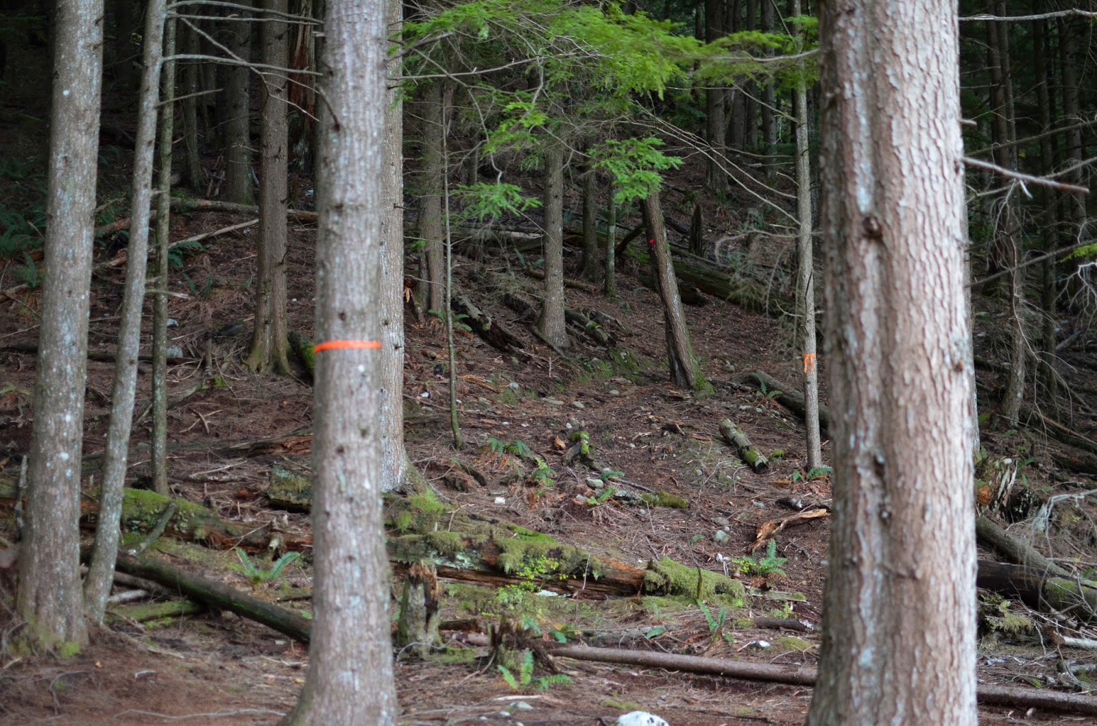 The Hapa Canadian: Dewdney Grind + Dewdney Peak, BC in November