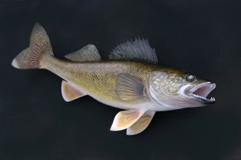 Walleye - Fishes