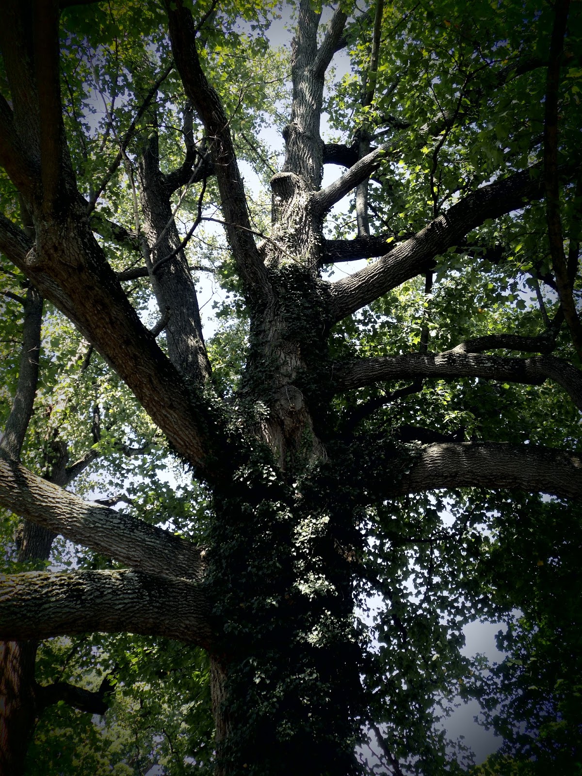 Tales From the Trails: Rockville Academy: Large Tulip Poplar Tree