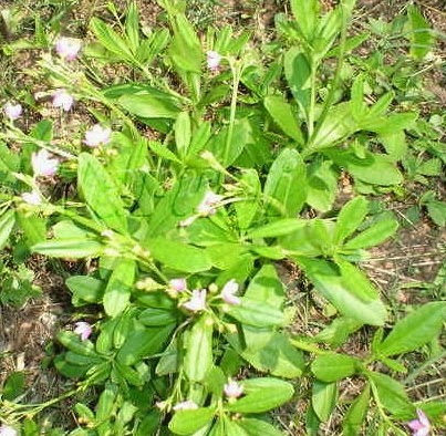 Quintais preciosos: Bredo, nasce com facilidade e ainda é tradição na ...