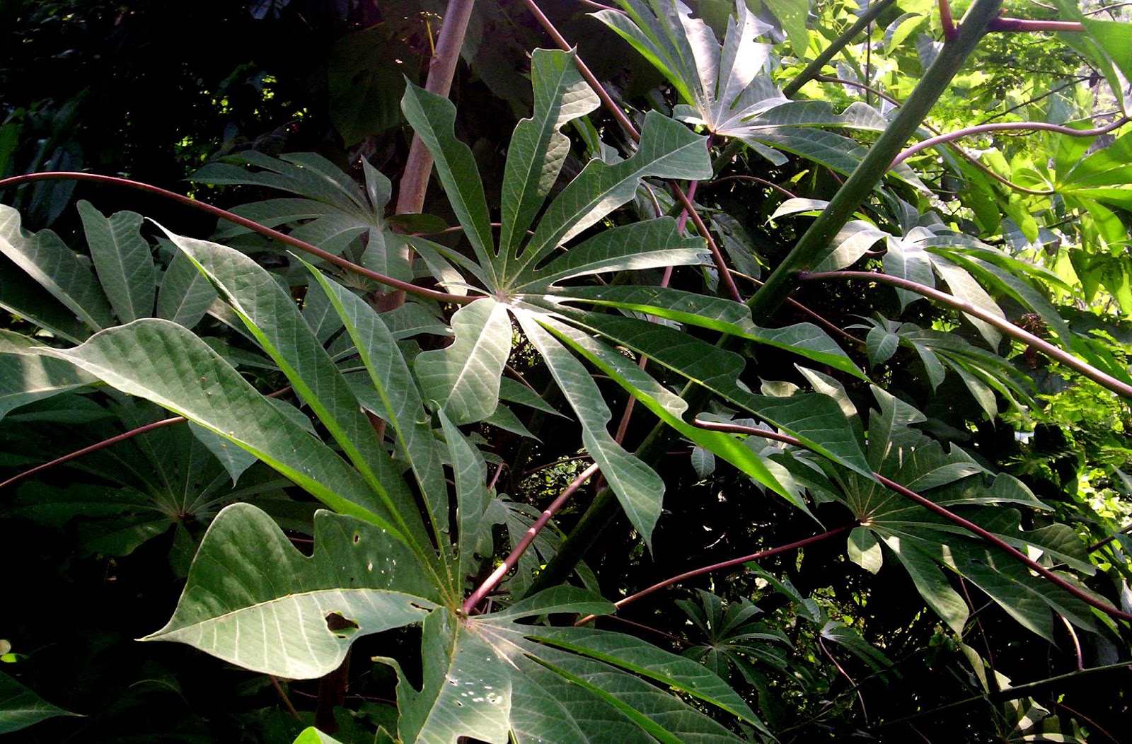 Vistazoo : producciones