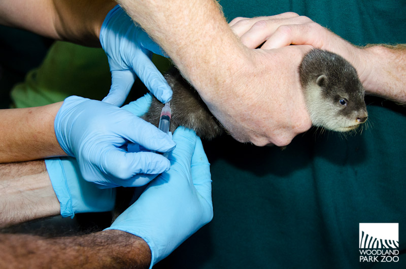 Otter pups are all boys