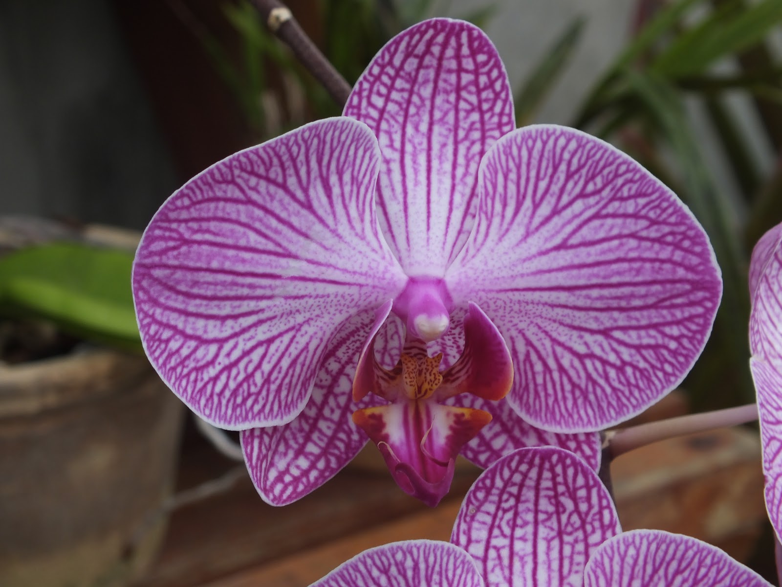 Fotografia que Fala: Uma Simples Orquídea - A simple Orquidea