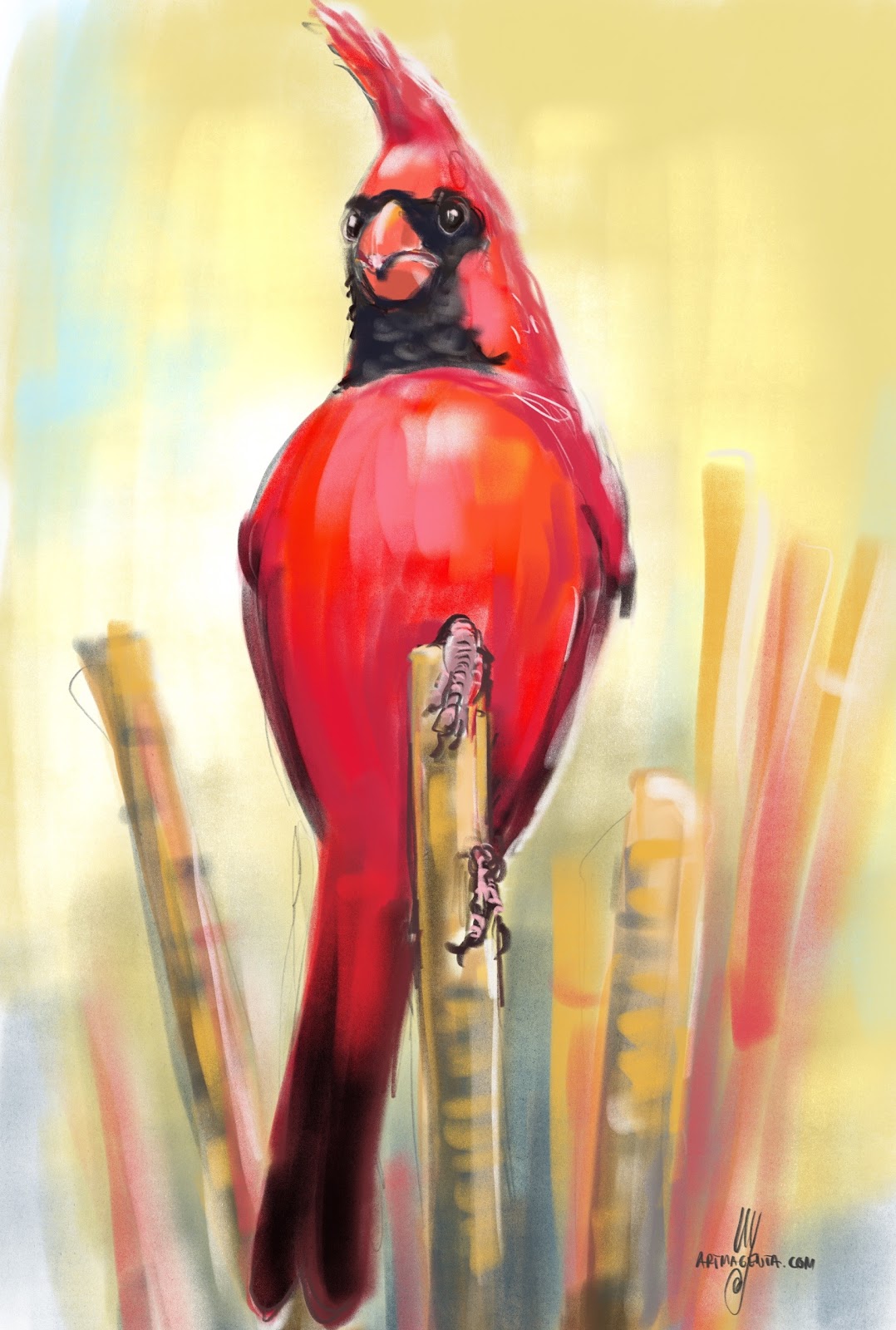 Birds: Northern Cardinal